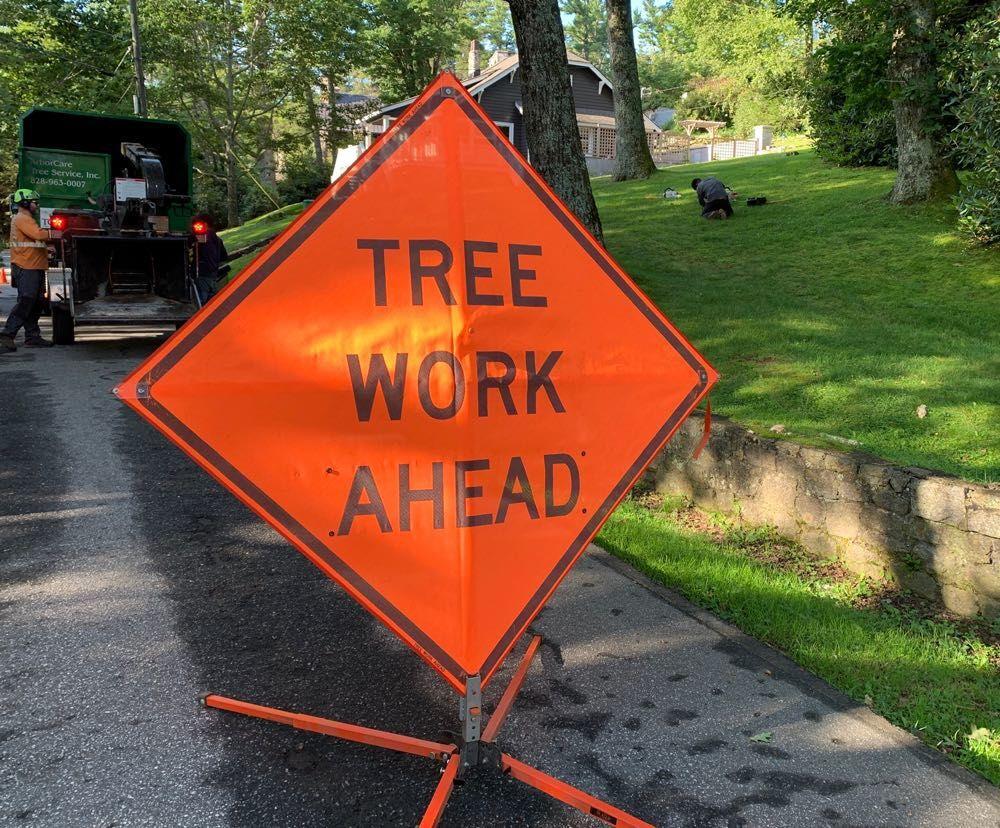 How to kill a tree – The Absentee Gardener